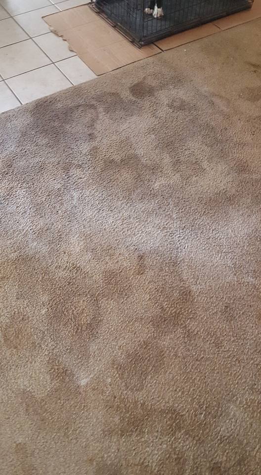 Before After Photos Carpet Cleaning Slidell LA Before After Photos Carpet Cleaning Slidell LA
